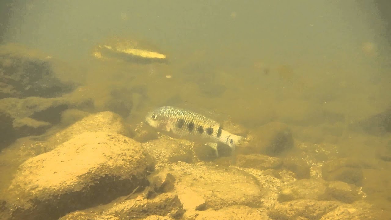 Paraneetroplus bulleri - Sarabia Cichlid - AquaInfo