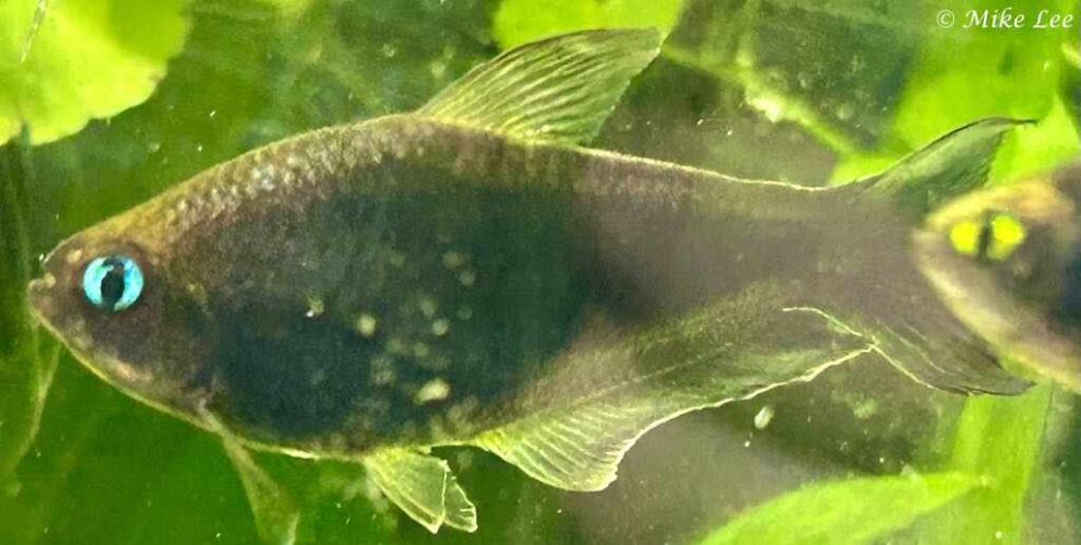 Breeding Report: The Black Emperor Tetra (Nematobrycon amphiloxus ...