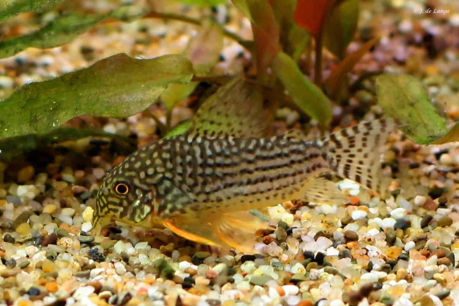 Ariopsis seemanni - Mini Haai - AquaInfo