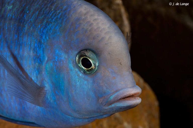 Cyrtocara moorii - Dolfijn Cichlide - AquaInfo