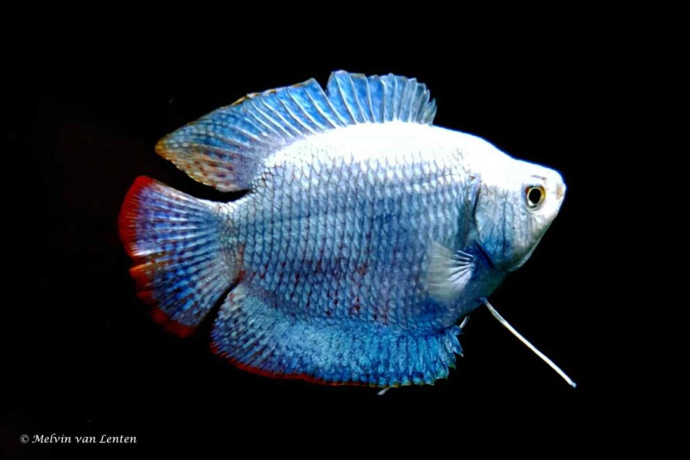 Trichogaster lalius - Dwerggoerami - AquaInfo