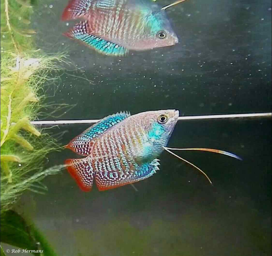 Trichogaster lalius - Dwerggoerami - AquaInfo