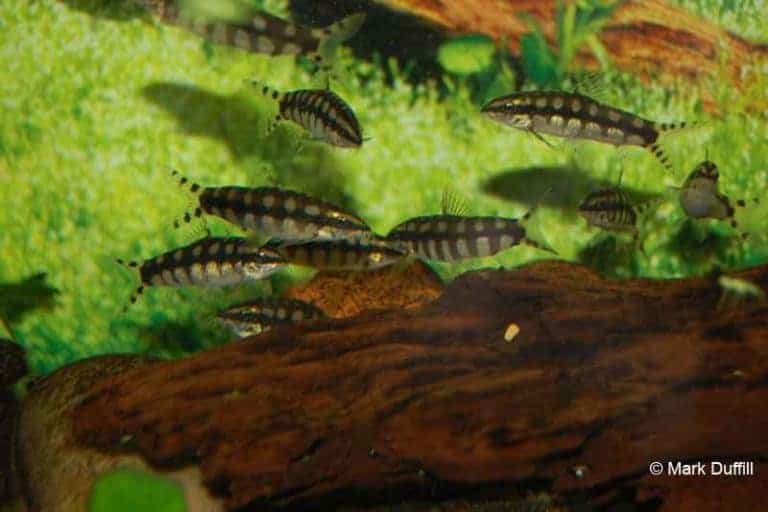 Ambastaia sidthimunki - Dwerg Botia - AquaInfo