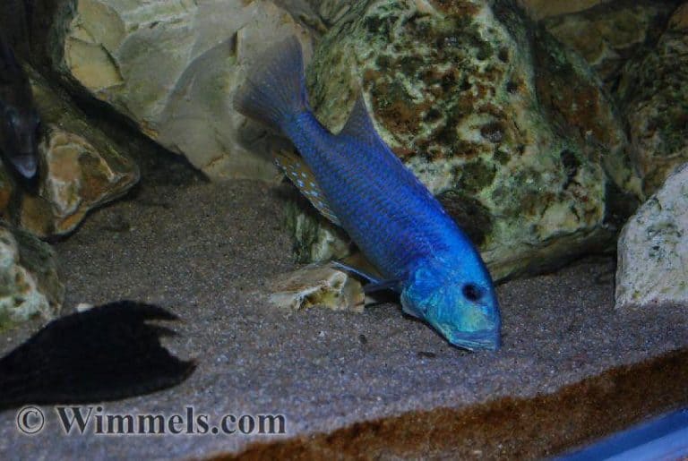 Aristochromis christyi - AquaInfo