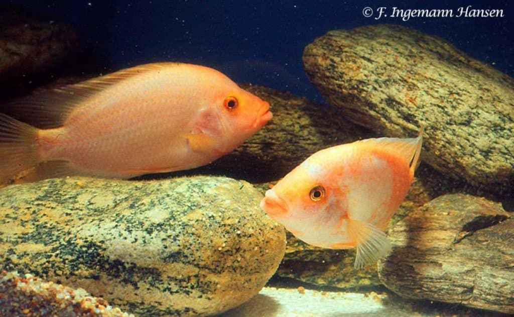 Amphilophus hogaboomorum - AquaInfo