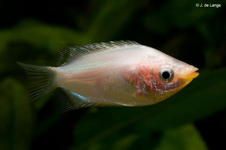 Betta livida - AquaInfo