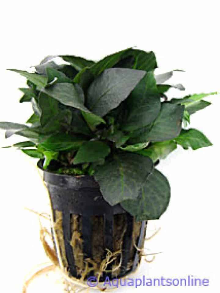 Nymphaea zenkeri - Rode Tijgerlotus