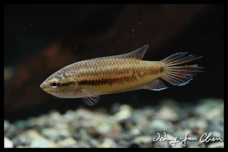 Betta livida - AquaInfo