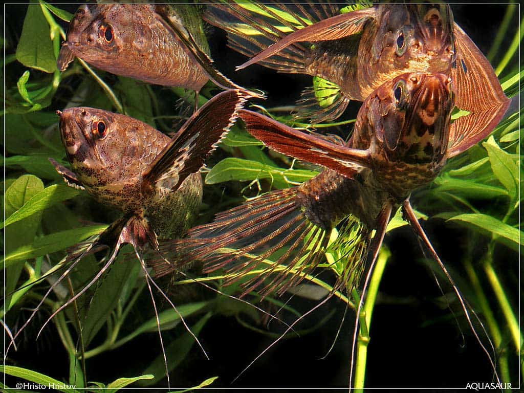 Pantodon buchholzi - Afrikaanse Vlindervis