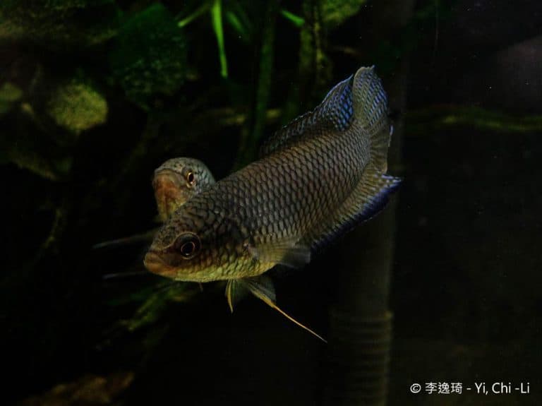 Betta livida - AquaInfo