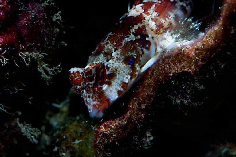 Synchiropus marmoratus - Rode Dwergpitvis - AquaInfo