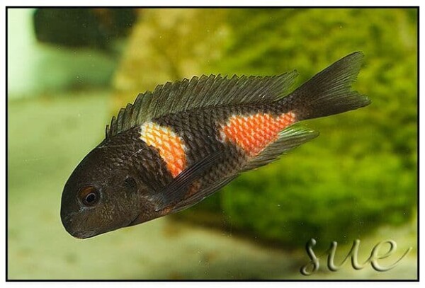 Tropheus sp. "Bulu Point" - AquaInfo