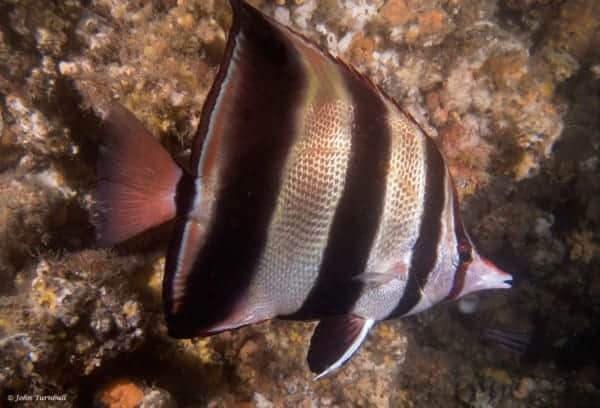 Chelmon rostratus - Pincetvis