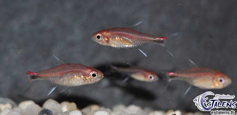 Axelrodia riesei - Ruby Tetra - AquaInfo