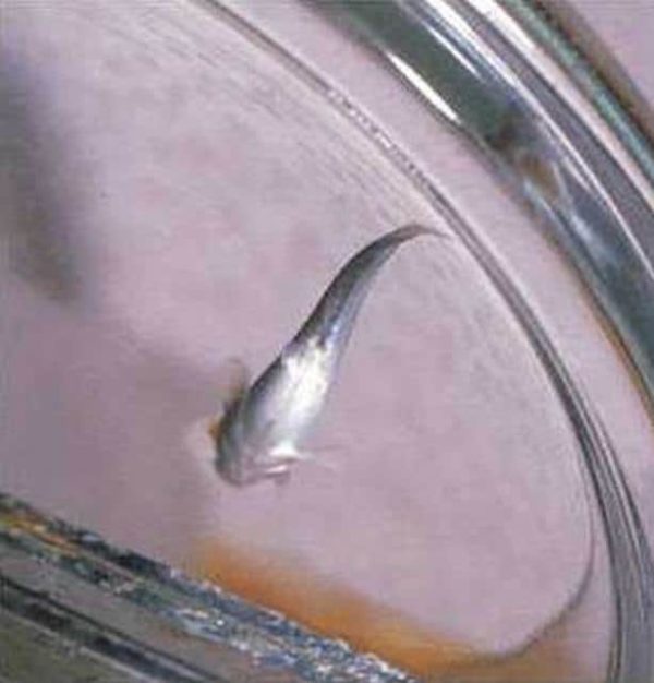 Anableps anableps - Four Eyed Fish