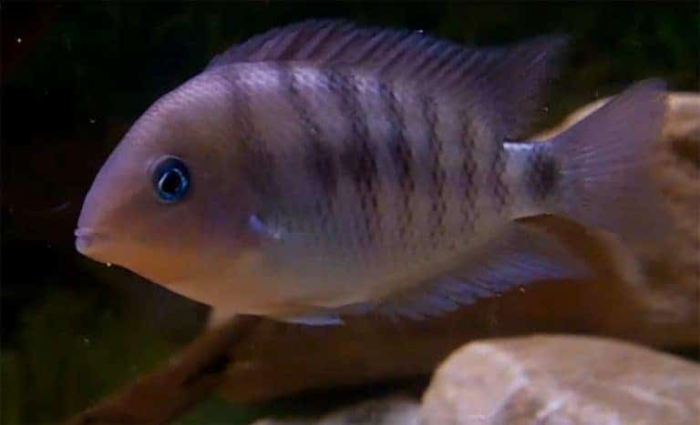 Cryptoheros chetumalensis - AquaInfo