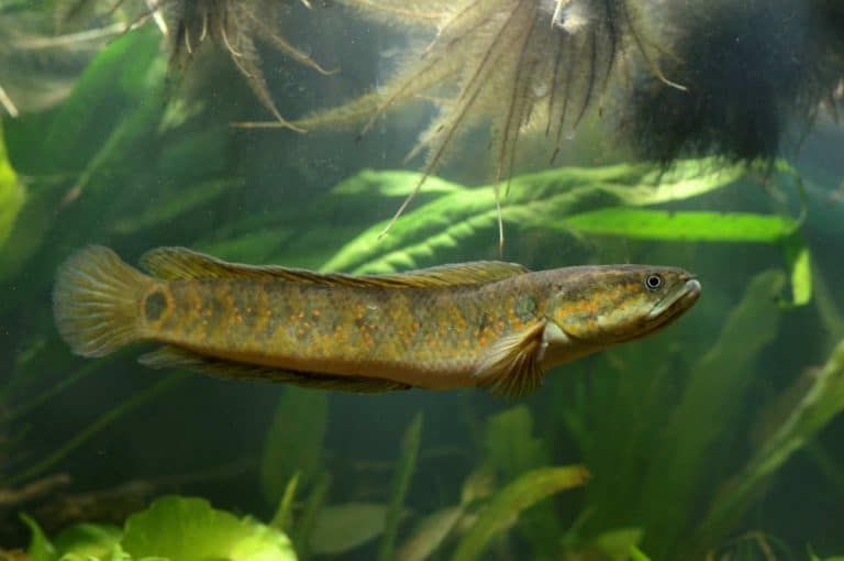 Channa asiatica - Chinese slangekopvis - AquaInfo