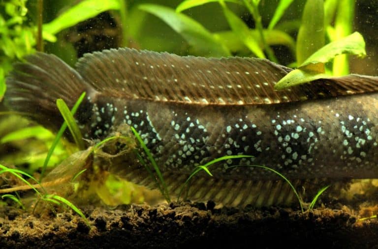 Channa asiatica - Chinese Snakehead - AquaInfo