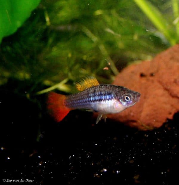 Xiphophorus variatus