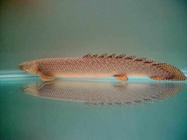 Polypterus ornatipinnis