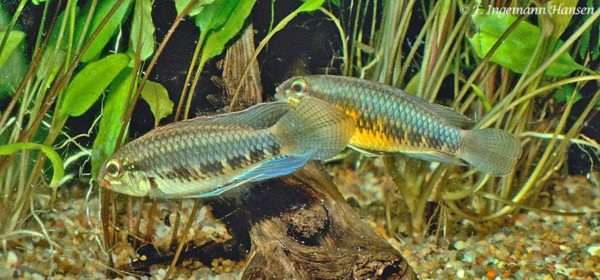 Apistogramma iniridae - AquaInfo