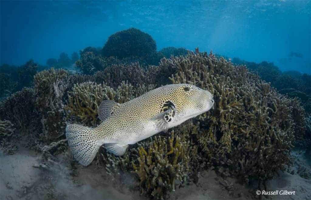 Arothron nigropunctatus - Zwartvlek Kogelvis - Gouden Kogelvis - AquaInfo
