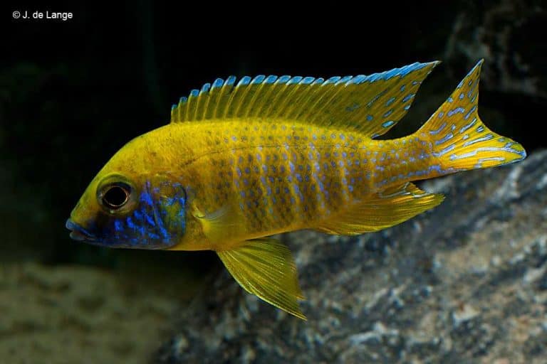 Lethrinops microstoma - AquaInfo