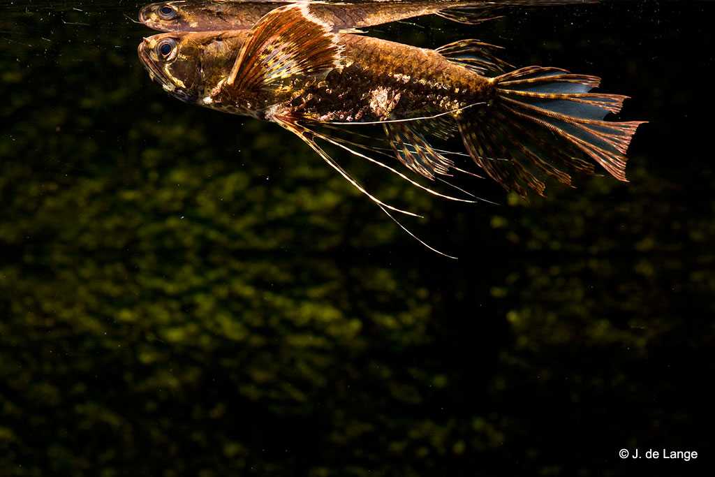 Pantodon buchholzi - Afrikaanse Vlindervis