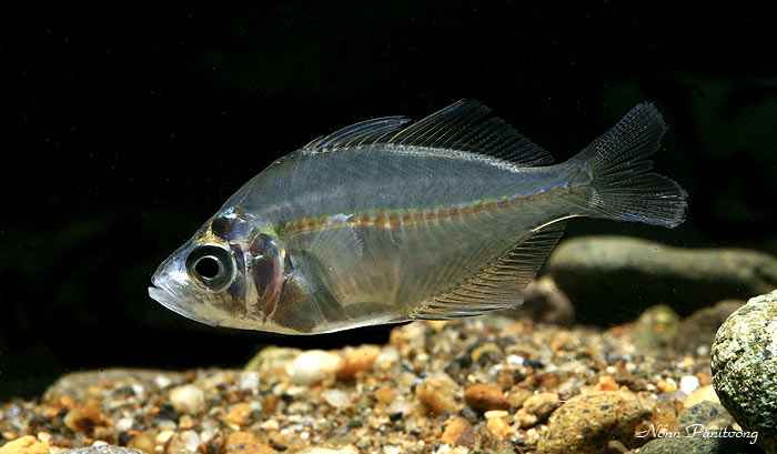 Parambassis ranga - AquaInfo