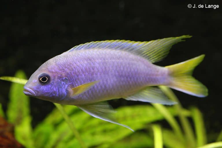 Lethrinops microstoma - AquaInfo