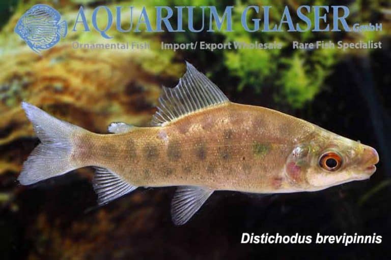 Distichodus brevipinnis - AquaInfo