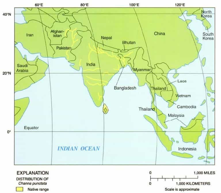 Channa punctata - Spotted Snakehead - AquaInfo