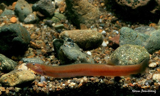 Pangio pangia - AquaInfo