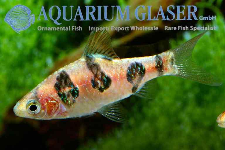 Desmopuntius rhomboocellatus - Meloen Barbeel - AquaInfo