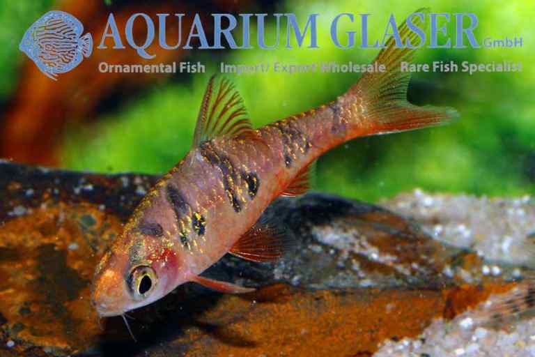 Desmopuntius rhomboocellatus - Meloen Barbeel - AquaInfo