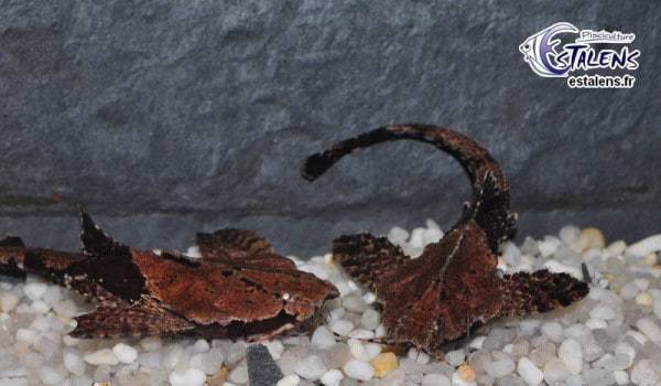 Bunocephalus coracoideus - AquaInfo