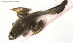 Lithobates catesbeiana - Amerikaanse Brulkikker - AquaInfo