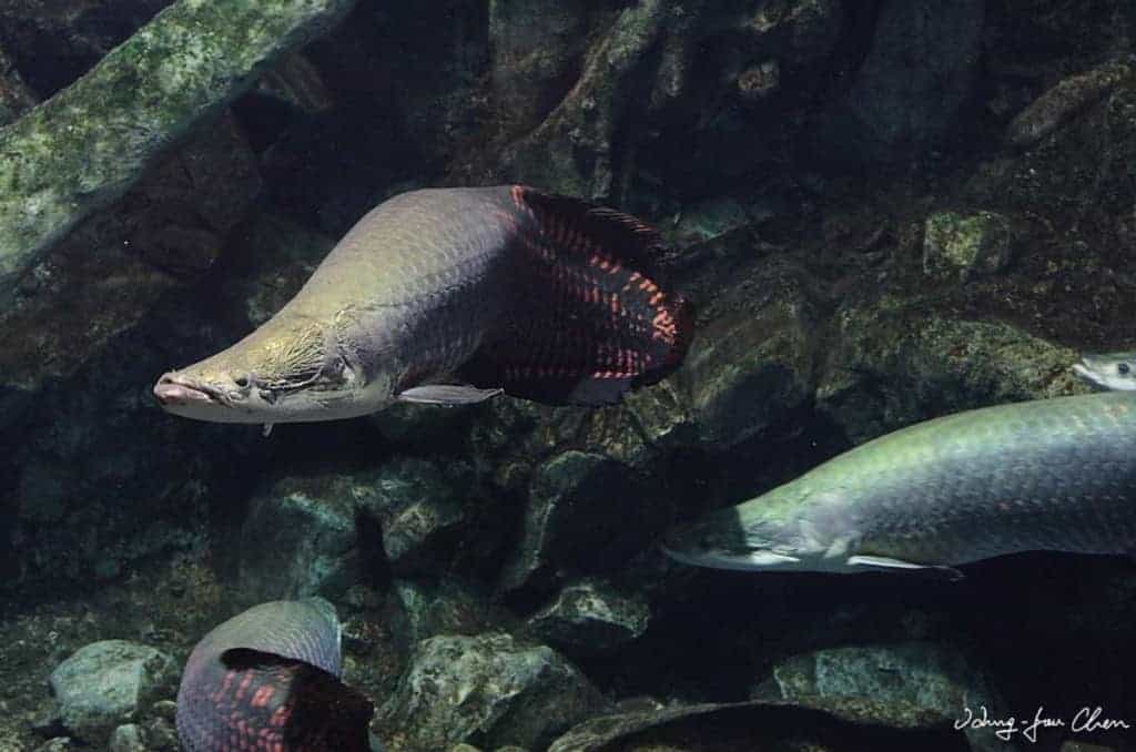 Arapaima gigas - AquaInfo