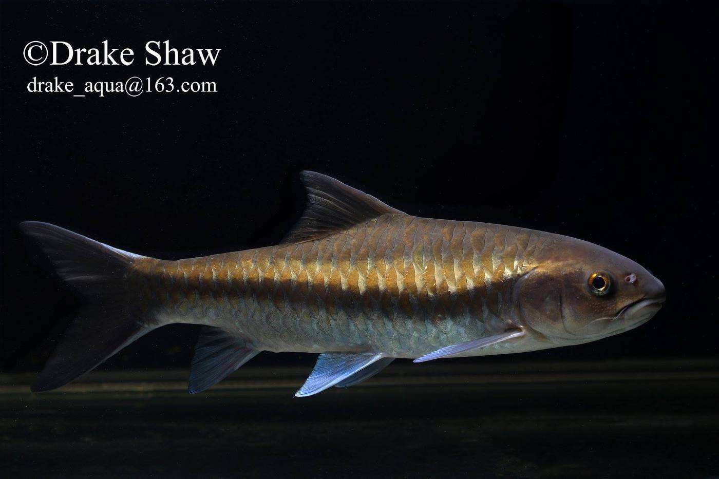Neolissochilus stracheyi - Blauwe Mahseer - AquaInfo
