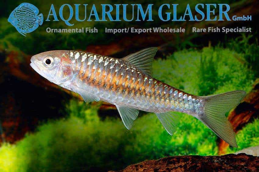 Neolissochilus stracheyi - Blauwe Mahseer - AquaInfo