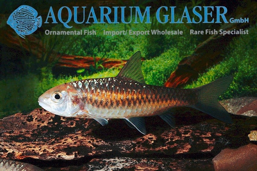 Neolissochilus stracheyi - Blauwe Mahseer - AquaInfo