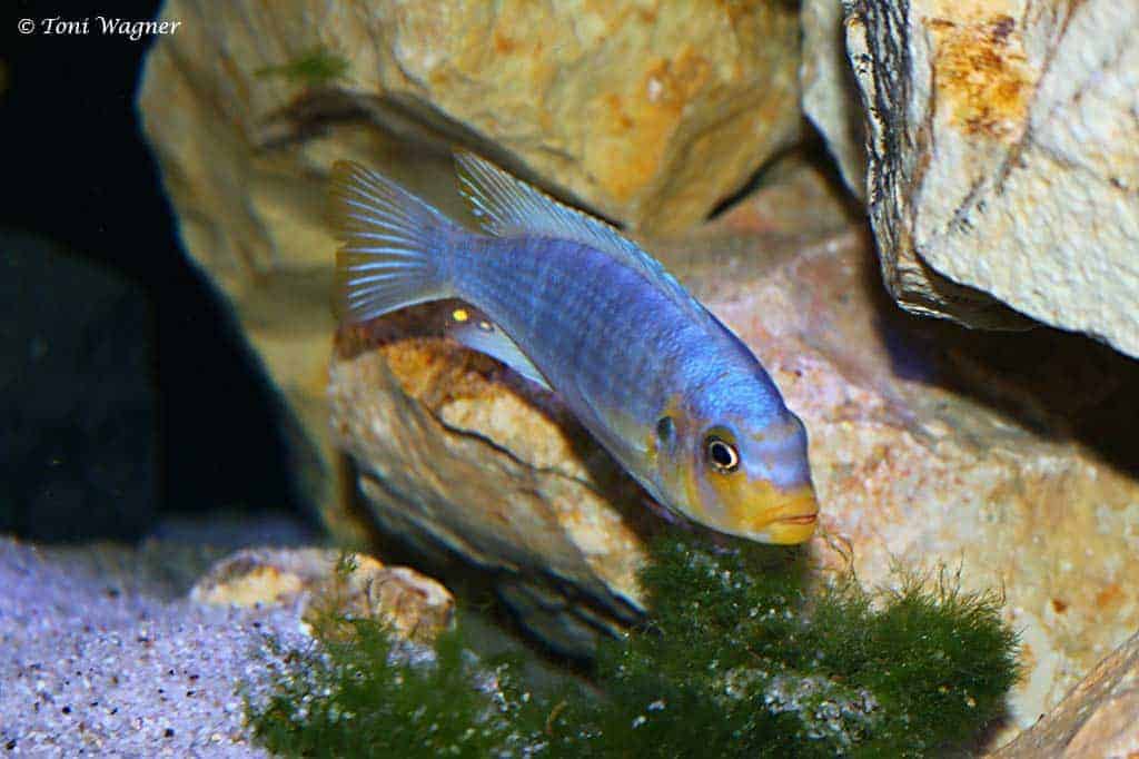 Metriaclima chrysomallos - AquaInfo