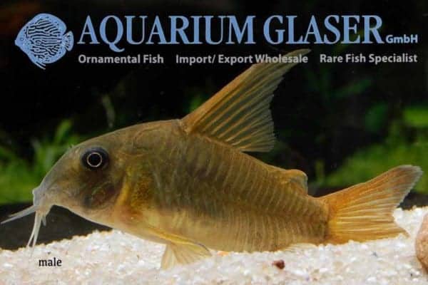 Corydoras concolor - AquaInfo
