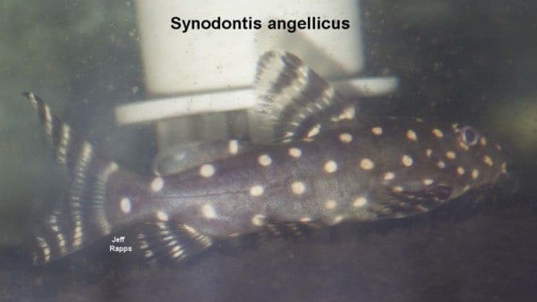 Synodontis angelicus - Polkadot Synodontis