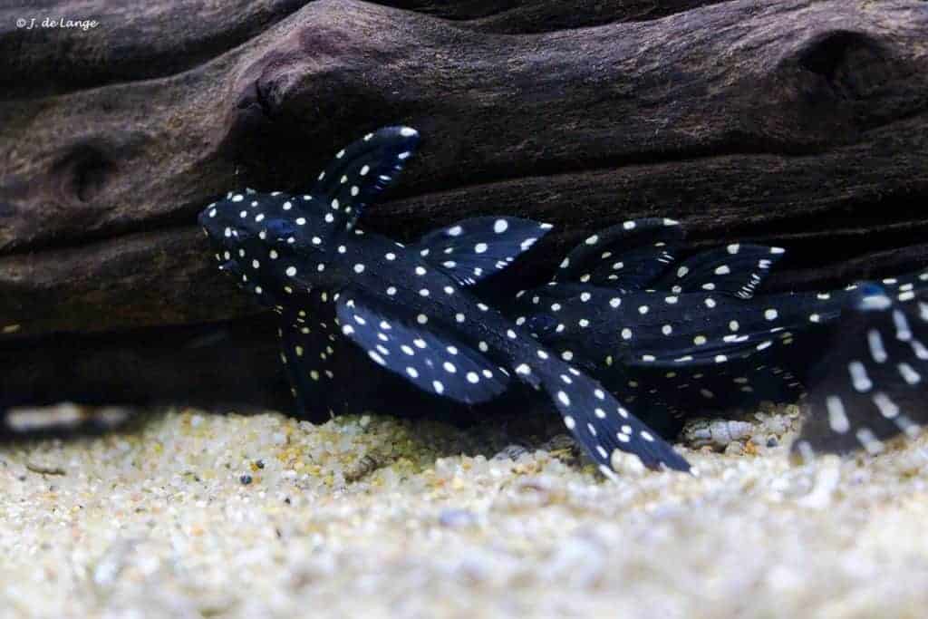 Leporacanthicus galaxias - L029 - Galaxy Pleco - AquaInfo