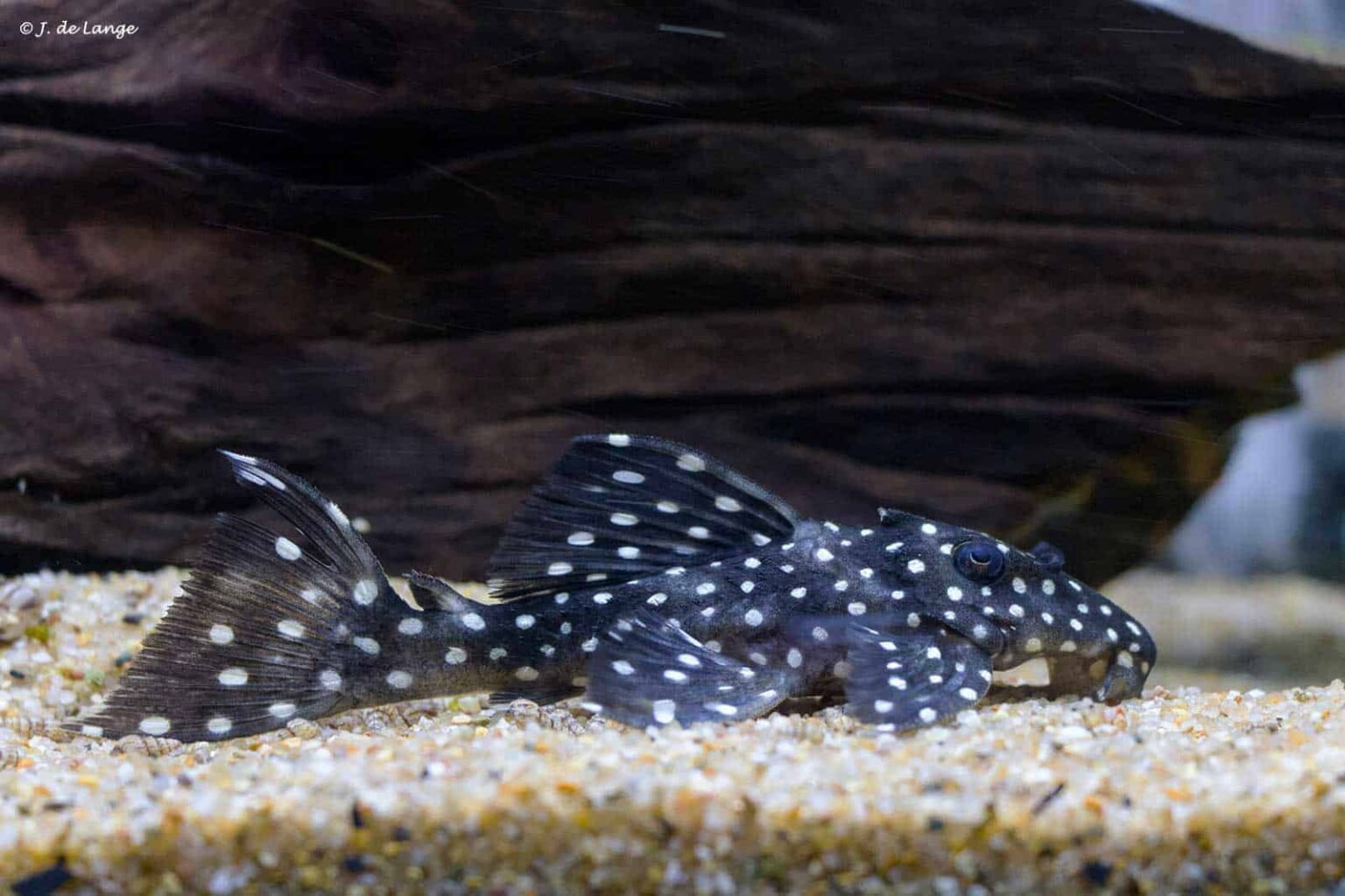 Leporacanthicus galaxias - L029 - Galaxy Pleco - AquaInfo