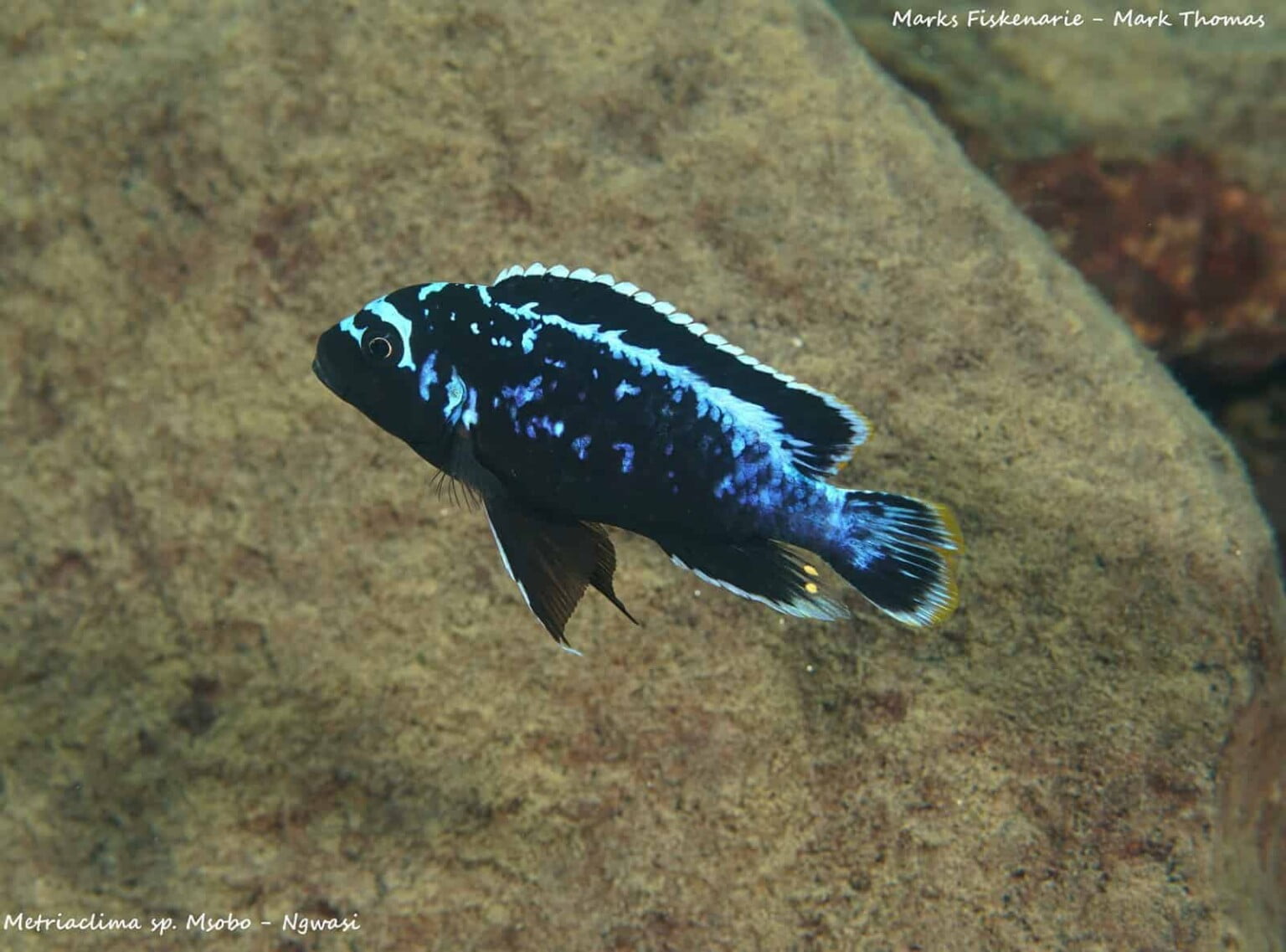 Metriaclima sp. Msobo