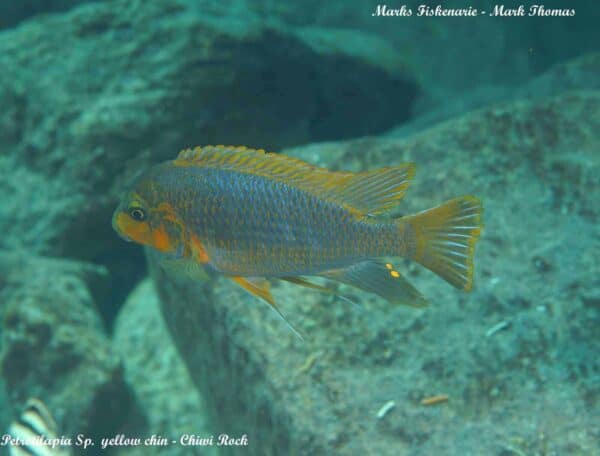 Tropheops sp. Red Cheek - AquaInfo