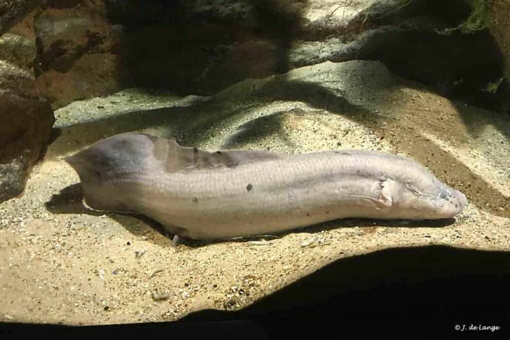 Protopterus aethiopicus - Marbled Lungfish - AquaInfo