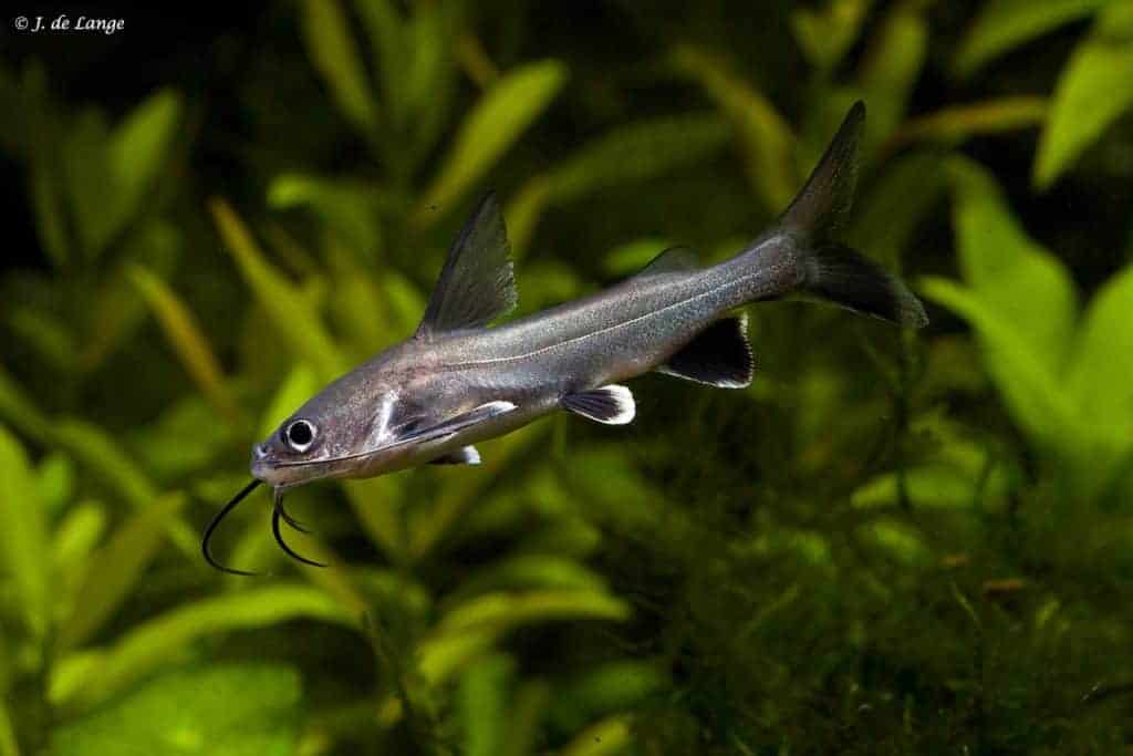 Ariopsis seemanni - Mini Haai - AquaInfo